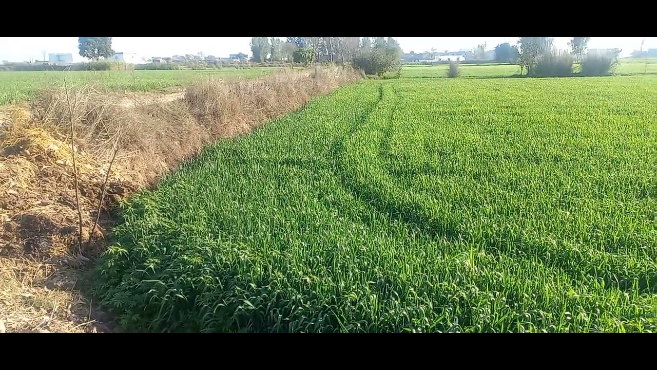 Wheat crop in punjab pakistan - YouTube