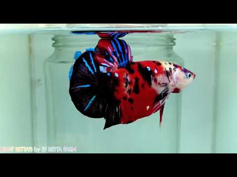 Cupang Giant Multi Colour - YouTube