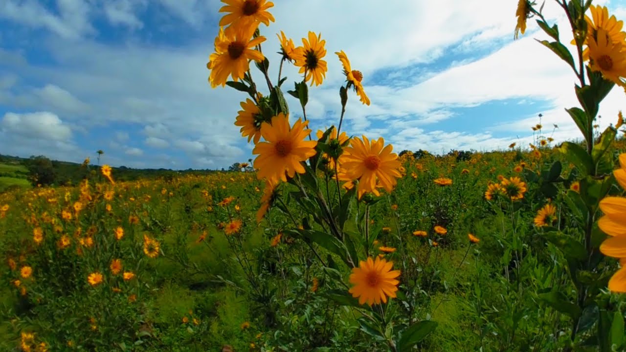 Flores de Olotera | Episodio #1 - YouTube