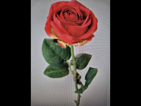 Sevgi Sınır Tanımaz!