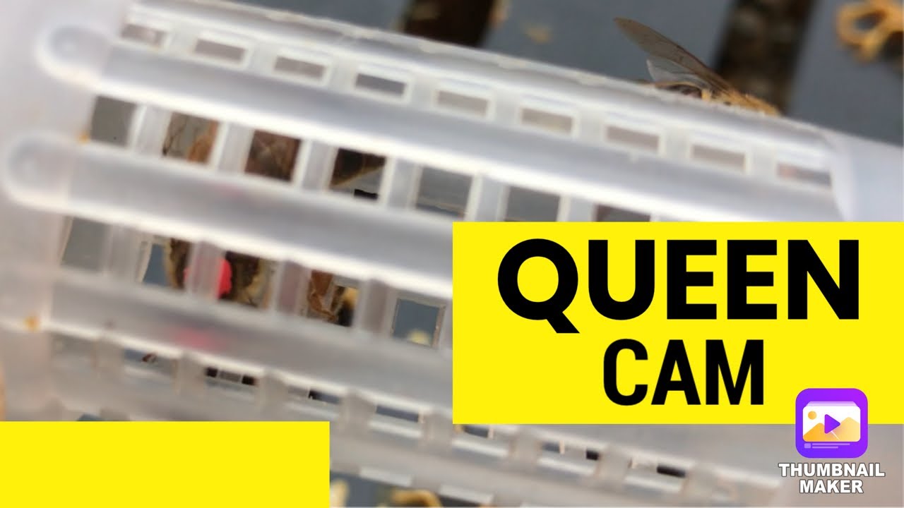 Beekeeping without a Veil - QUEEN CAM - Hive Inspection - Beekeeping ...