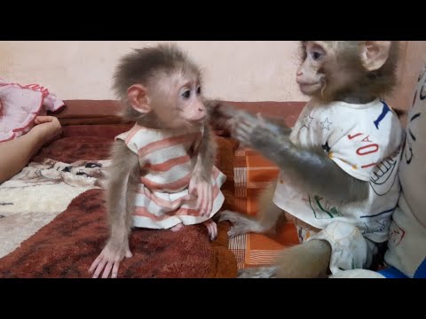 Baby Monkey Lu And Baby Lusi Are Happily Together Like A Child - YouTube