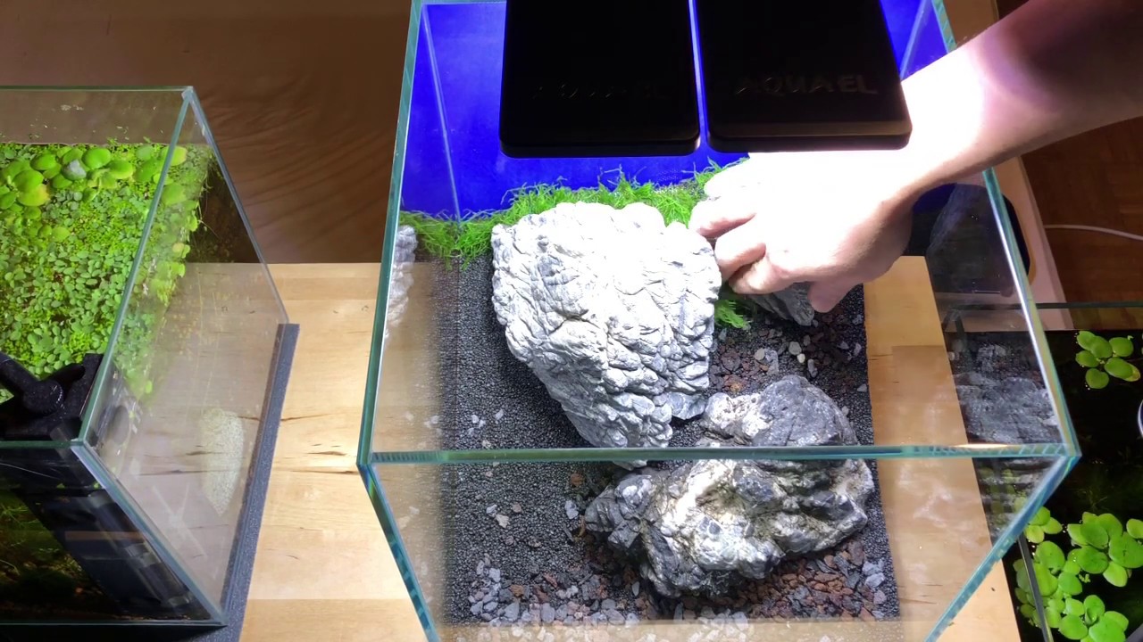 Das Moos Aquarium #Moos - YouTube