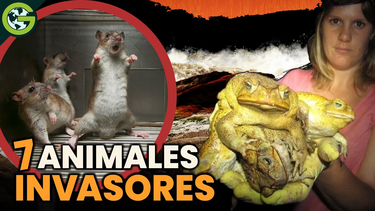 ANIMALES que los HUMANOS están Tratando de EXTERMINAR 🐍 - YouTube