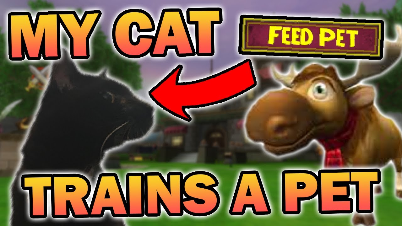 Using My REAL Cat To Train Pets In Wizard101... - YouTube