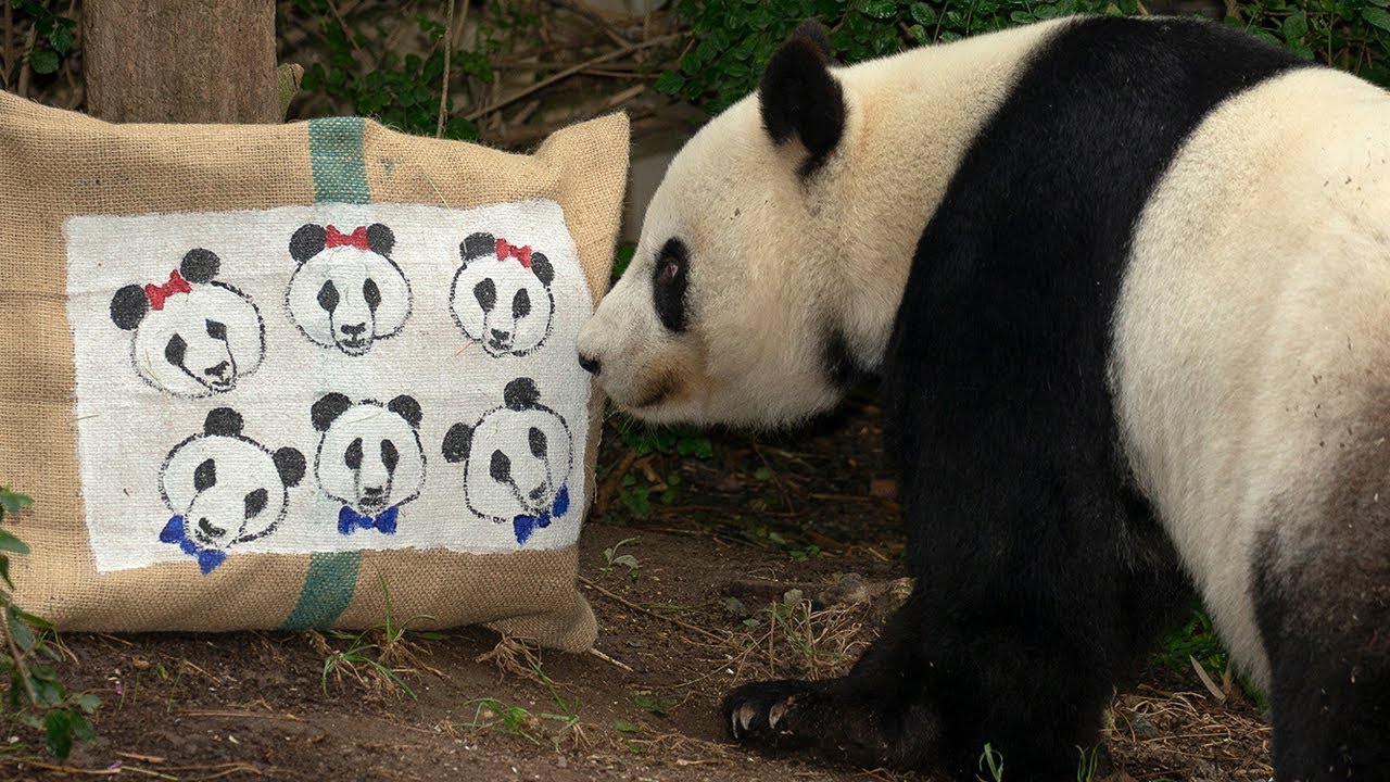 Giant Panda Bai Yun's Birthday Bash - YouTube