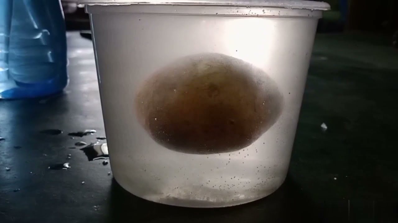 Potato floating on water🤔🤔உருளைக்கிழங்கை தண்ணீரில் மிதக்கவைப்பது எப்படி ...