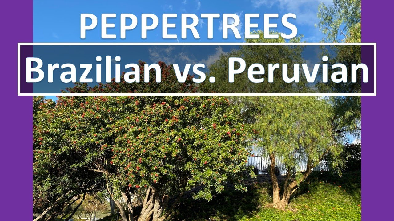 Pepper Tree