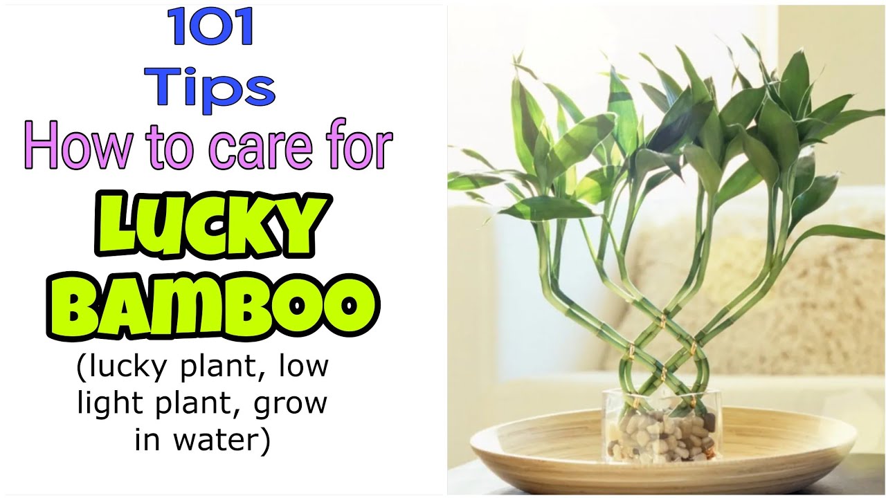 How to Care for Lucky Bamboo Plant | The Ultimate Lucky Bamboo Plant ...