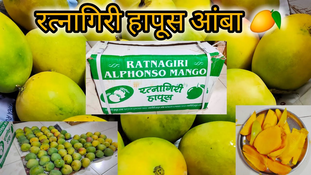 रत्नागिरी हापूस आंबा |Ratnagiri Hapus Aamba | फळांचा राजा आंबा | 🥭 ...