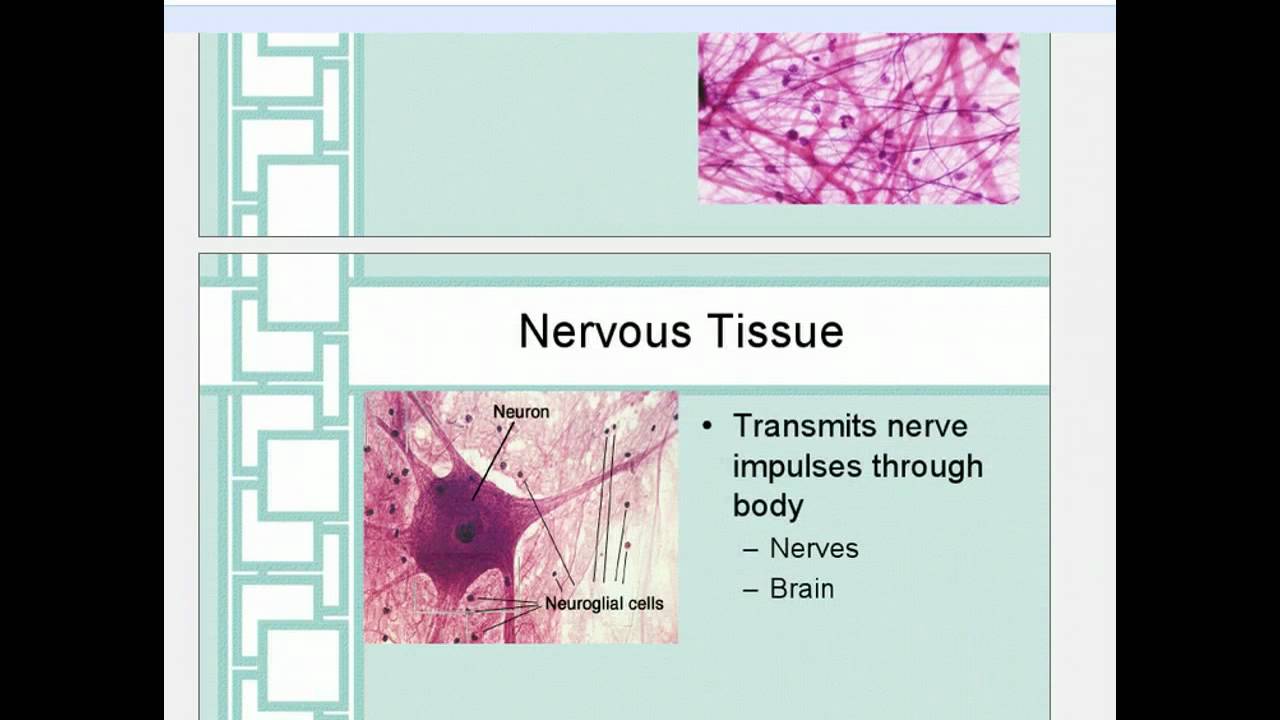 Levels of Organization in the Human Body - YouTube