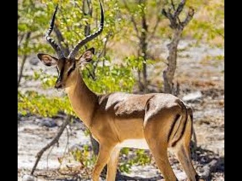 AGAPFA KABURIWE NI IMPONGO - YouTube