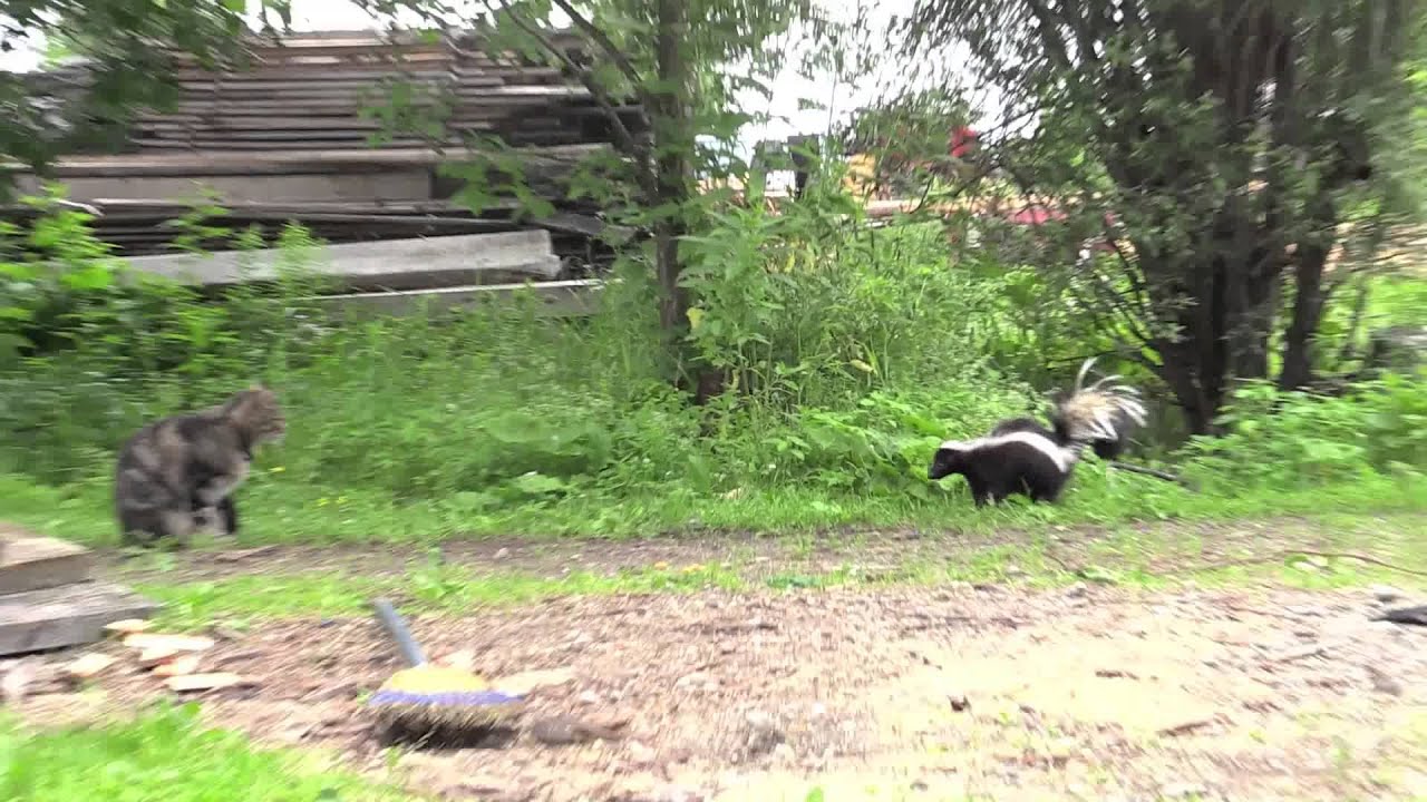 Skunk Meets Cat - YouTube