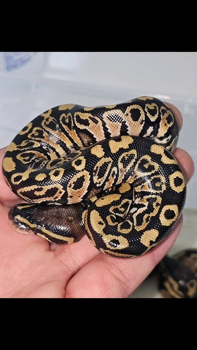 These Are So Awesome π Hurricane Royalpythons Ballpython Pythonregius Exotics Reptiles