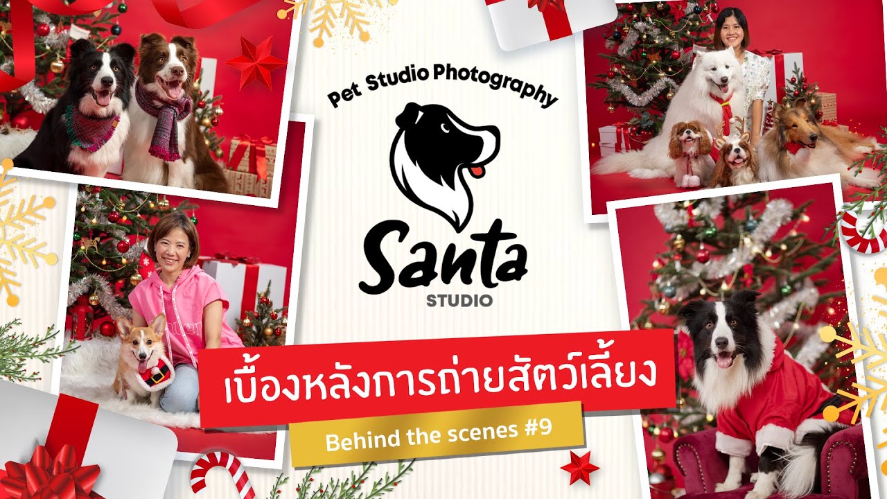 Behind the scenes#9 เบื้องหลังการถ่ายภาพสัตว์เลี้ยง Christmas theme ...