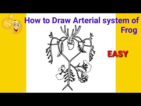how to draw arterial system of frog | how to draw diagram of arterial ...