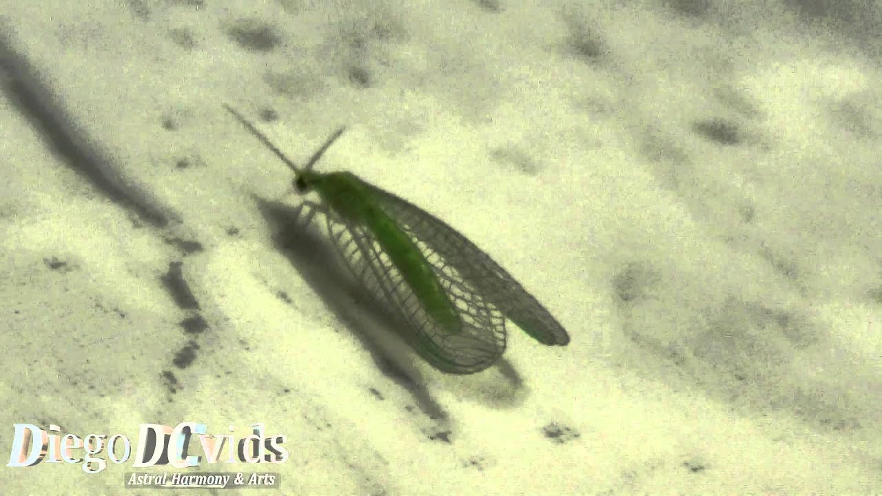 Green lacewings (Chrysopidae) Inseto verde - bicho-lixeiro - YouTube
