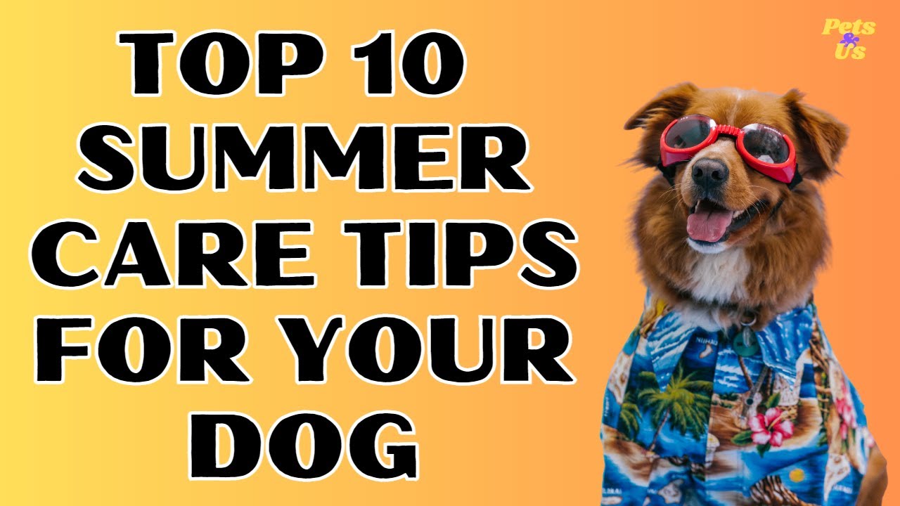 10 Essential Summer Care Tips for Your Dog | Summer Care Tips for Dogs ...