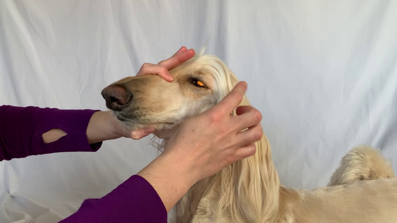 Canine palpebral reflex and menace response - YouTube
