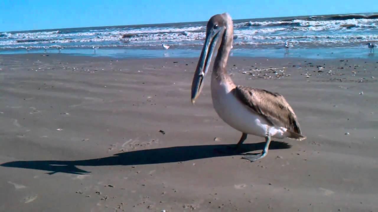 A very friendly Pelican on Galveston Beach - YouTube