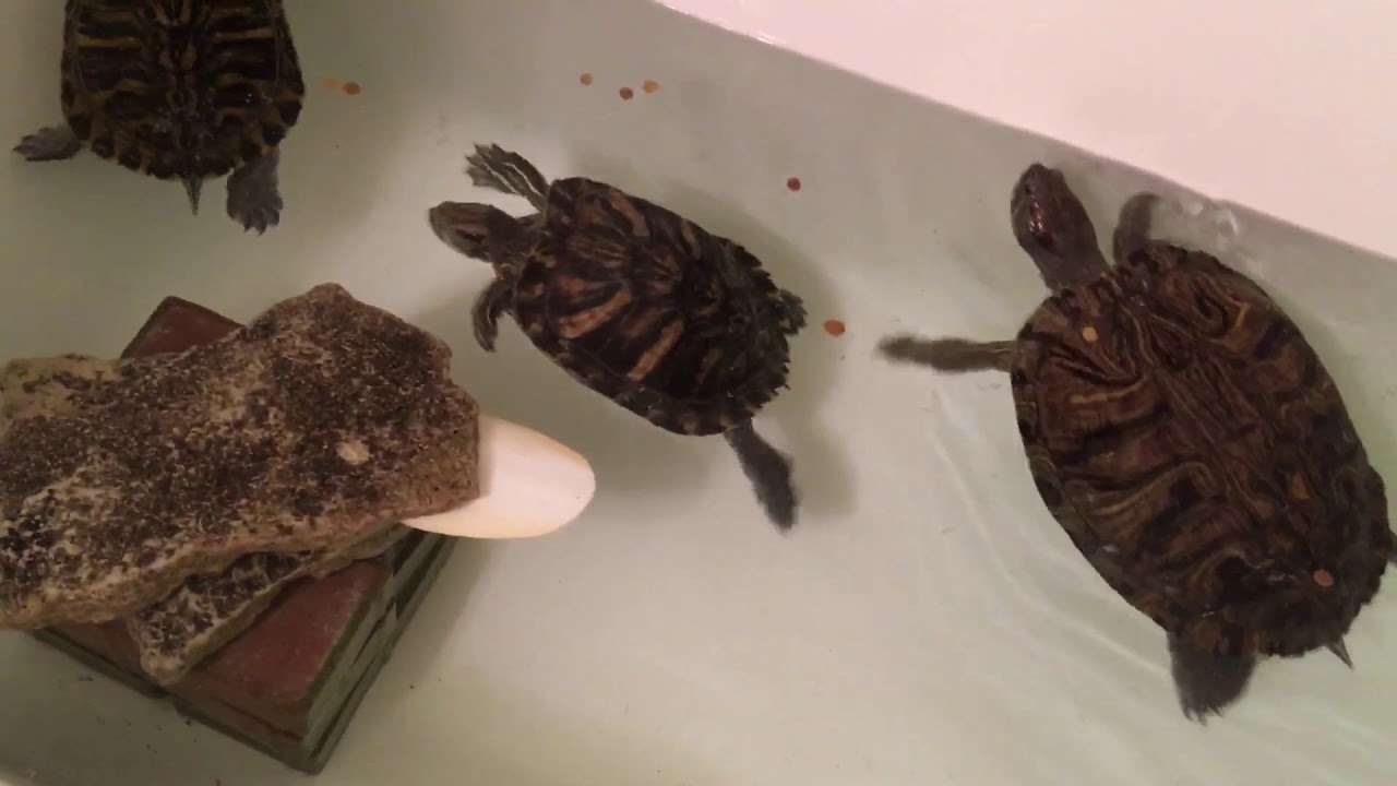 Don't Mistake Turtle Turds for dark/white Chocolate Swirls and ...