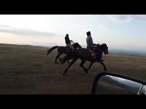 Yorga Atlar Kohlen (Gence) Gonderdi Bunyad mellim Maraqli Videolari gonderin: 👉WhatsApp+79266206463