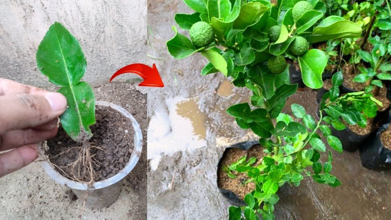 New ideas skills! Growing a kaffir lime tree from kaffir lime leaves in ...