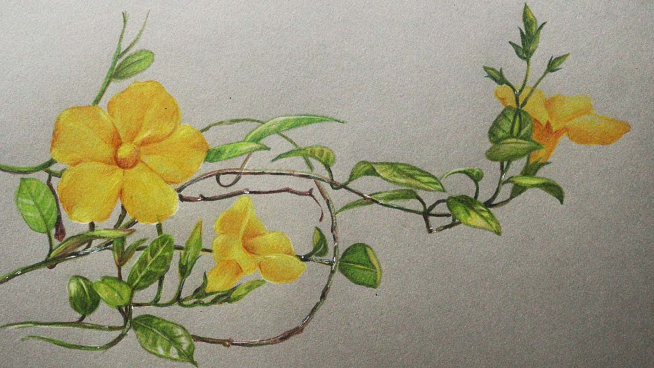 Alamanda Flowers drawing | yellow flower drawing | color pencil drawing ...
