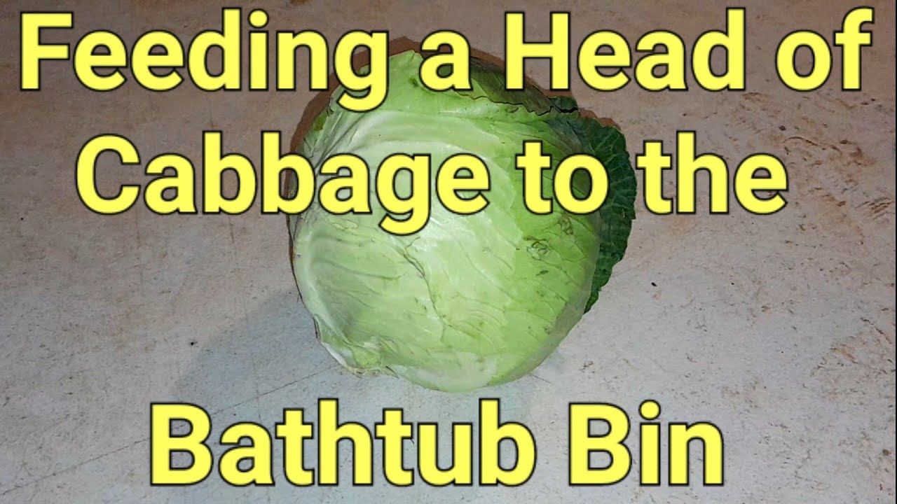 Feeding a Head of Cabbage to the Bathtub Bin #vermicomposting # ...
