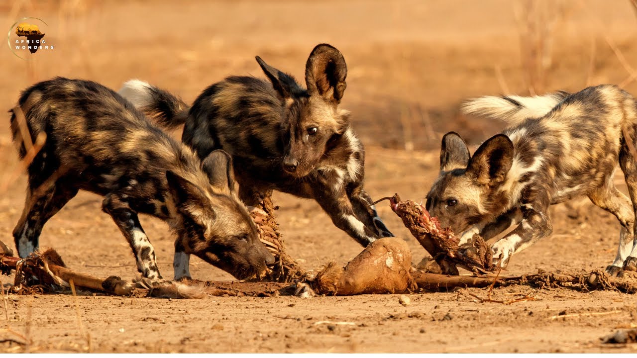 "African Wild Dogs 🐾 | Secrets of the Savanna’s Fiercest Predator ...