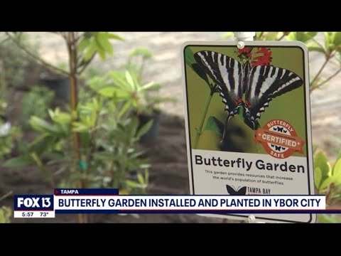 Fox 13 Tampa Bay - Butterflies in Ybor City - Regenerative Shift and Ellison Construction - YouTube