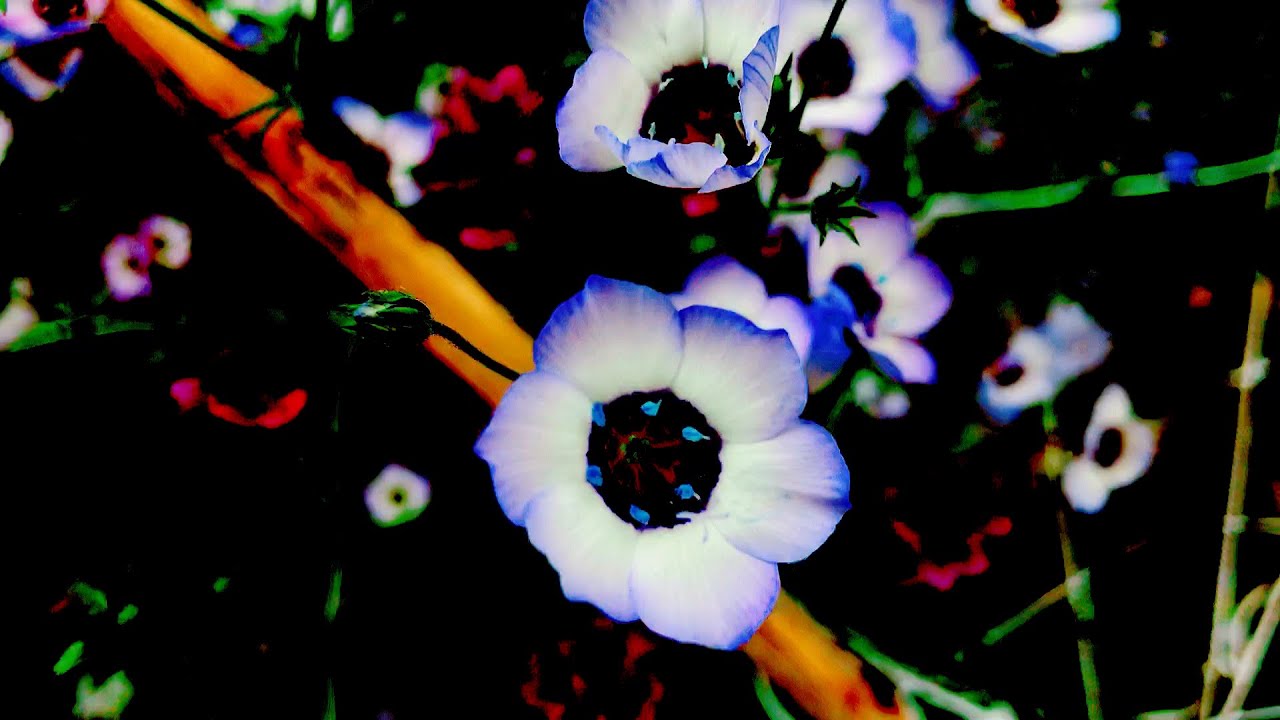 Musical Flowers - YouTube