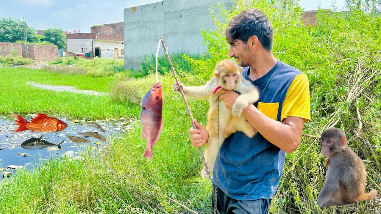 Baby Monkey fishing 🎣 is very funny and cute 🥰| Amish Sidhu Vlogs - YouTube