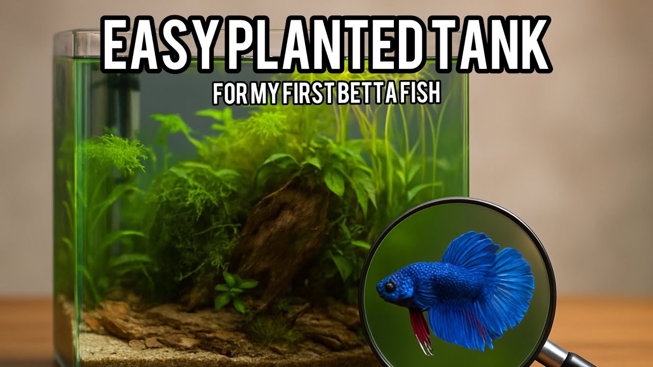 My First Betta Fish Tank – Natural, Easy and Stunning! Aquascape tutorial for beginner🐠🌿 - YouTube