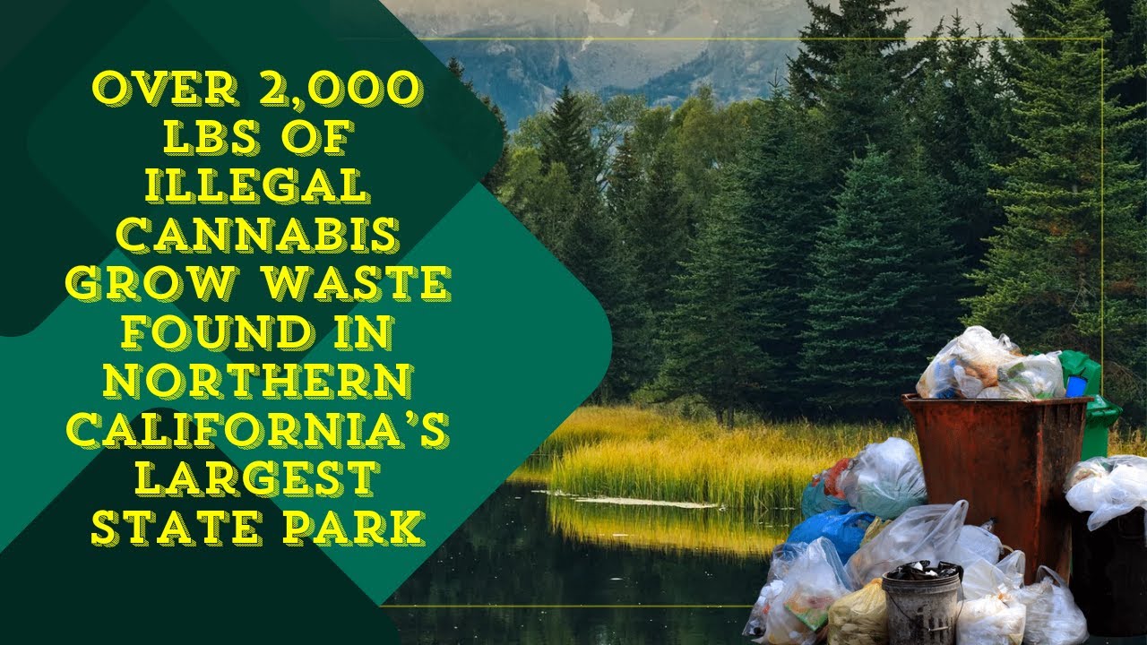 Over 2,000 lbs of Illegal Cannabis Grow Waste Found in Northern ...