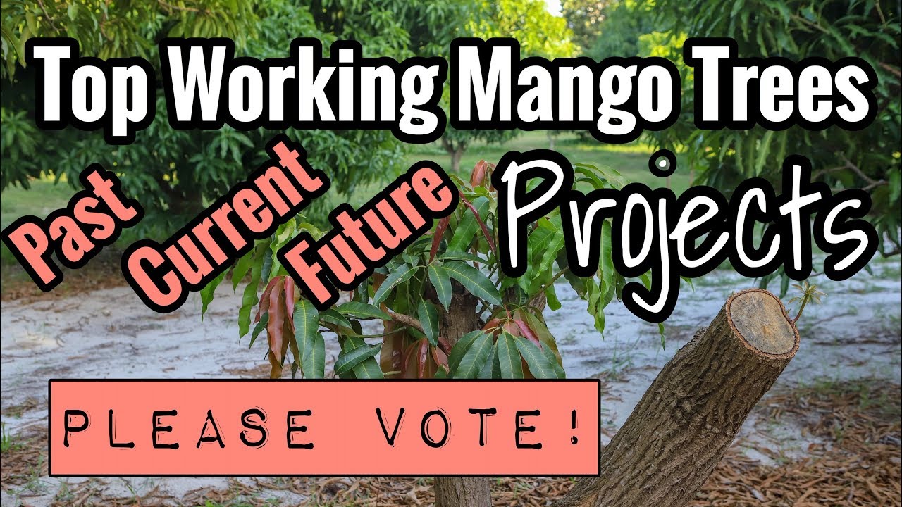 Top Working Mango Trees | Past, Current and Future Projects - YouTube