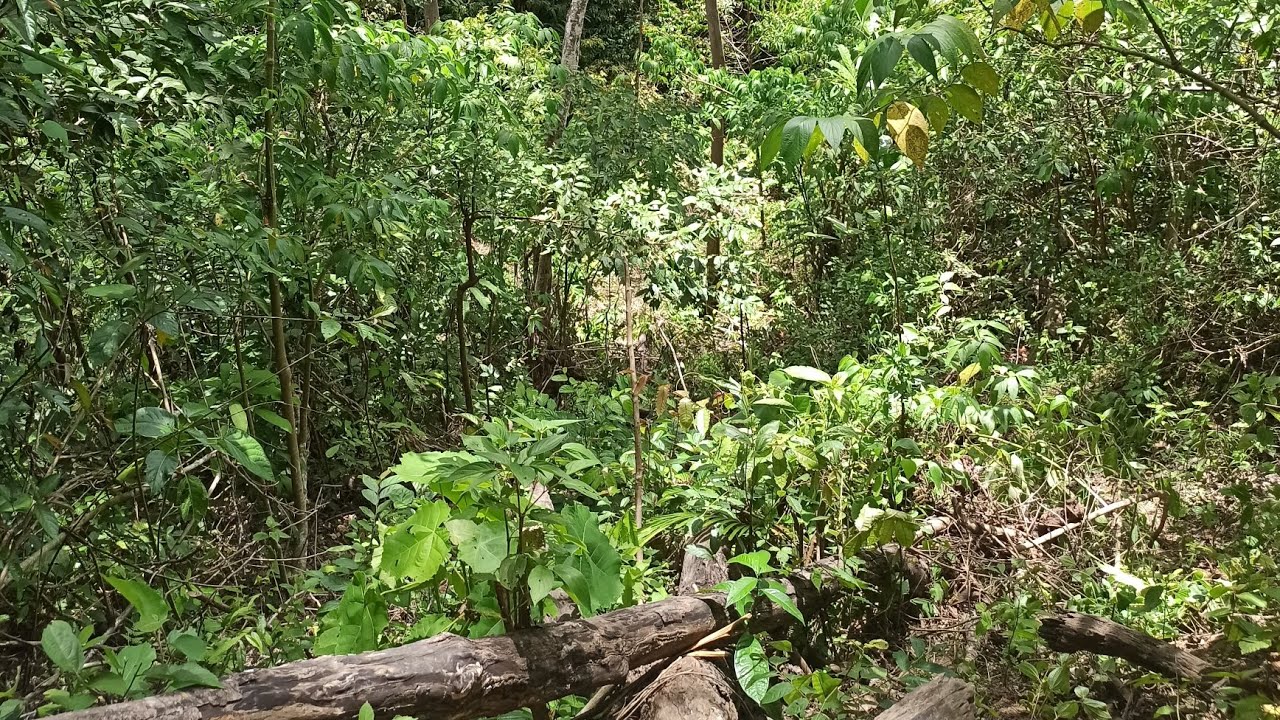 menanam pinang sebagai batas kebun simangambat dolok eps 08 - YouTube