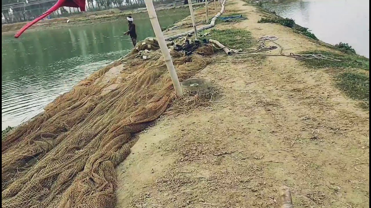 How to catch pangasius fish || Live catching of pangasius fish ...