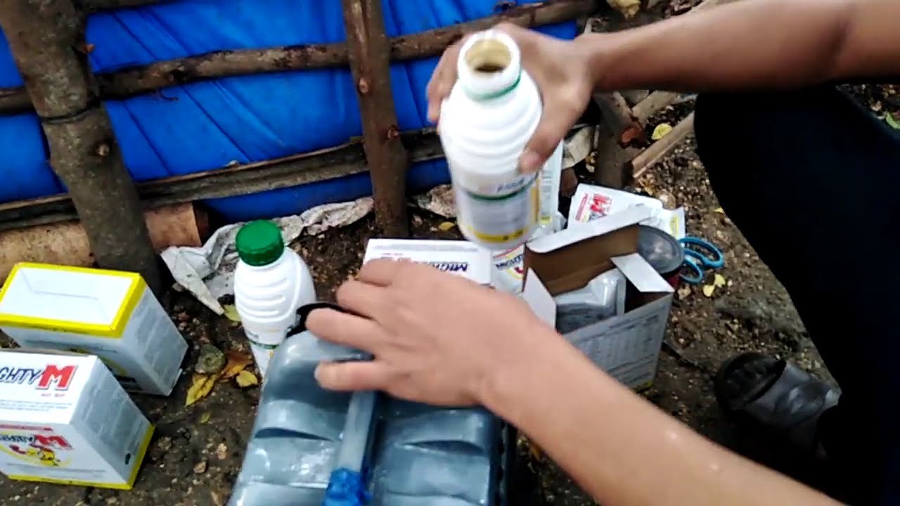 HOW TO SPRAYED MANGOES TUTORIALS #STEP2 - YouTube