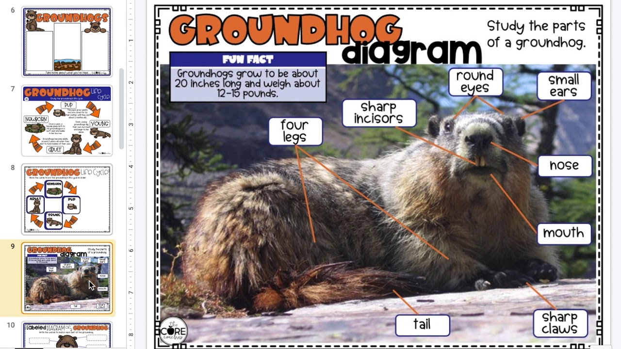 Groundhogs Day- Classroom science activities - YouTube