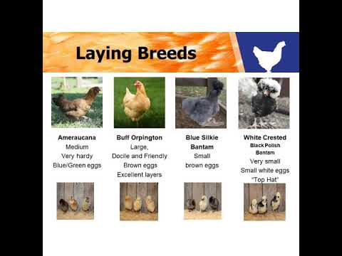 Choosing The Right Laying Hens For You - YouTube