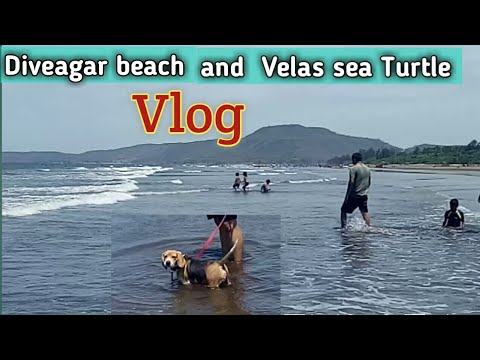 Diveagar beach and Velas sea Turtle in pune #vlog !!! - YouTube