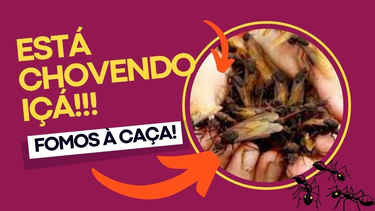 tá chovendo içá - fomos à caça - YouTube