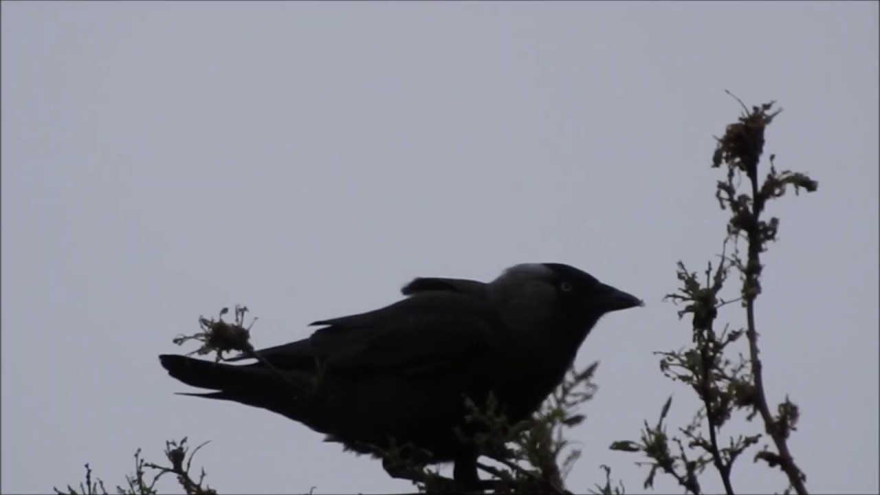 Kauwen eten allerlei rupsen 11 mei 2019 - YouTube