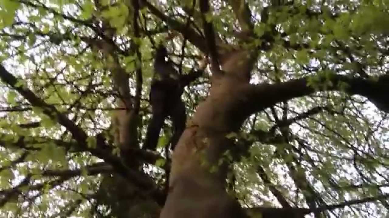 29 year old man climbing up a Beech Tree - YouTube