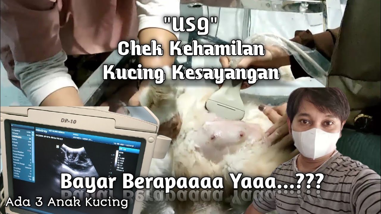 USG Kucing Hamil..? || Mana Bisa..? Berapa Bayarnya..|| Mau Tau ...