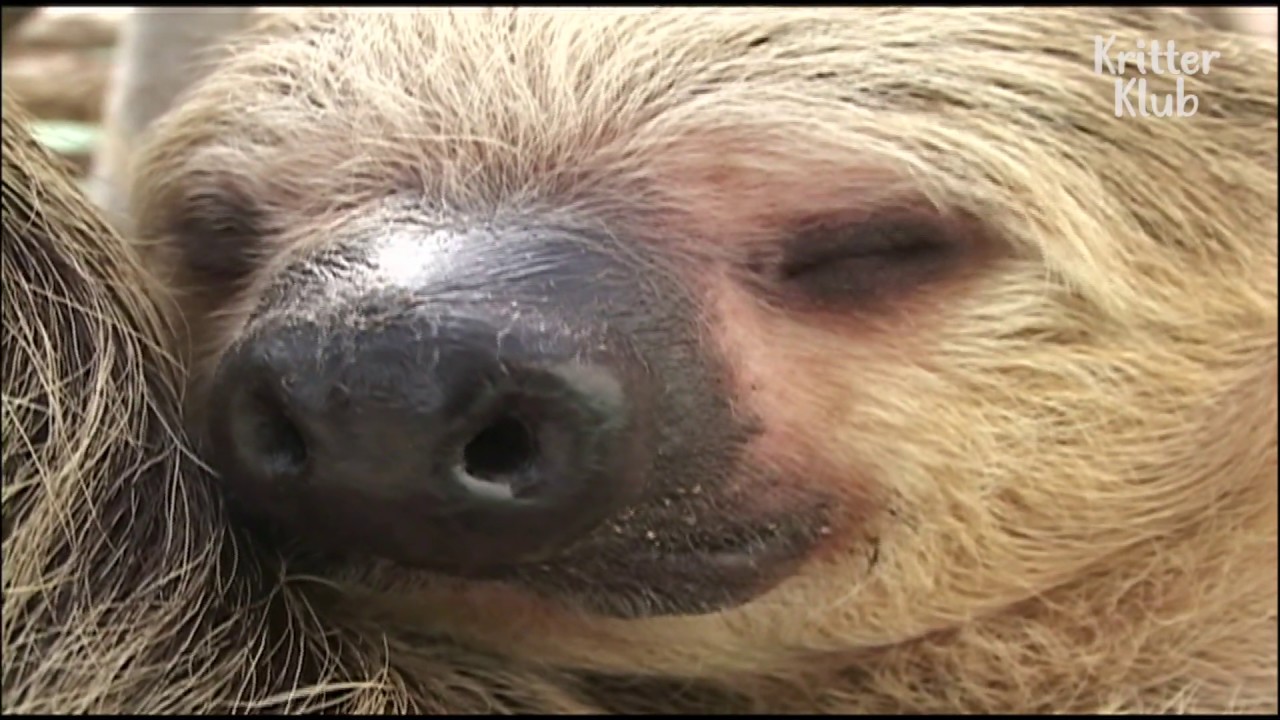 Mad Sloth