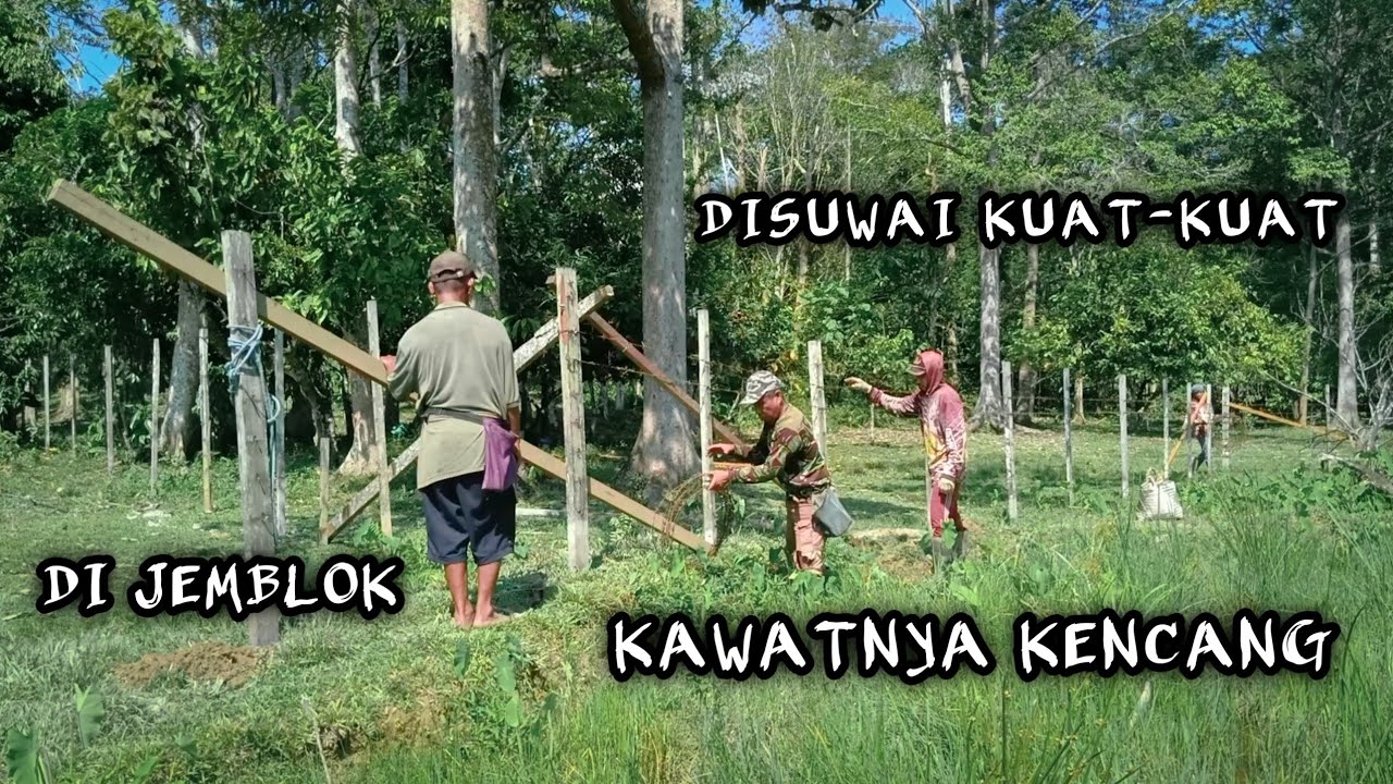 PASANG KAWAT PAGAR SAPI | di tarik jemblok - YouTube
