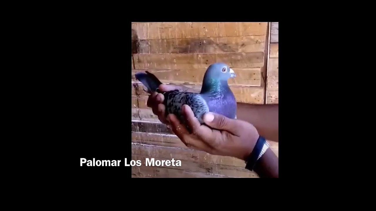 Palomeros cubanos .Palomar los Moreta a - YouTube