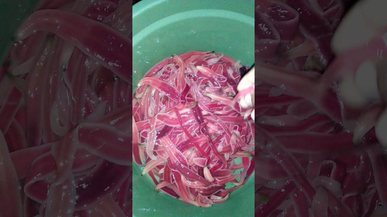 Umpan kesukaan ikan muara cacing klelet,ikan sembilang/dukang gk bakal ...